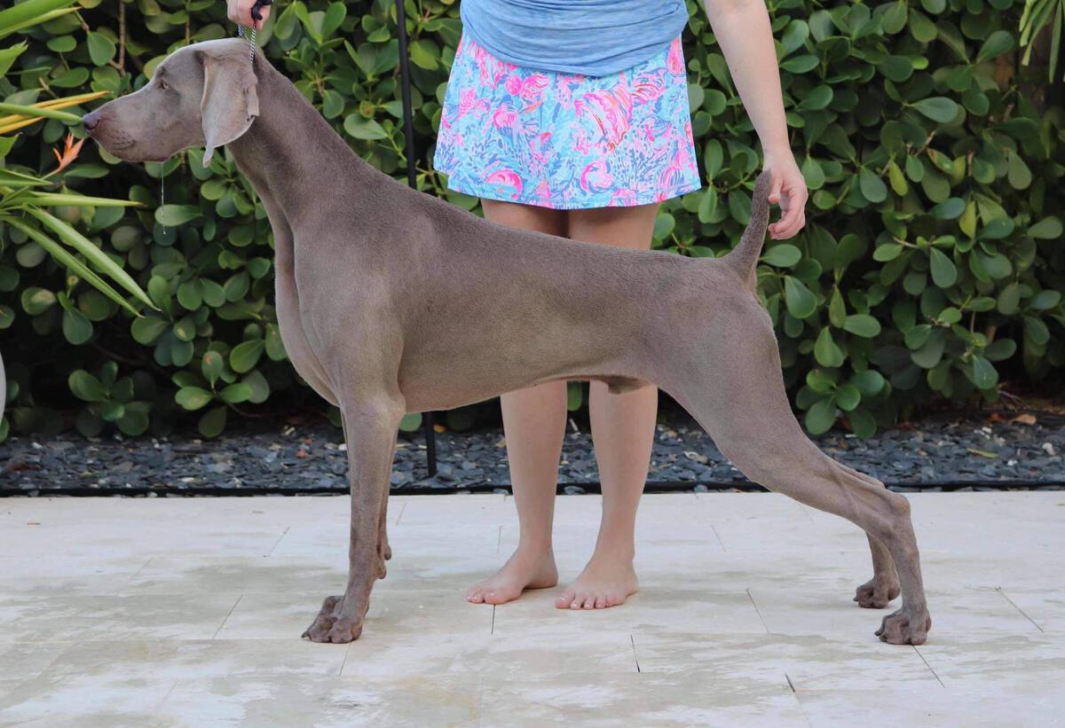 Breica N Versa Kolata Double Down - Weimaraner Pedigree Database