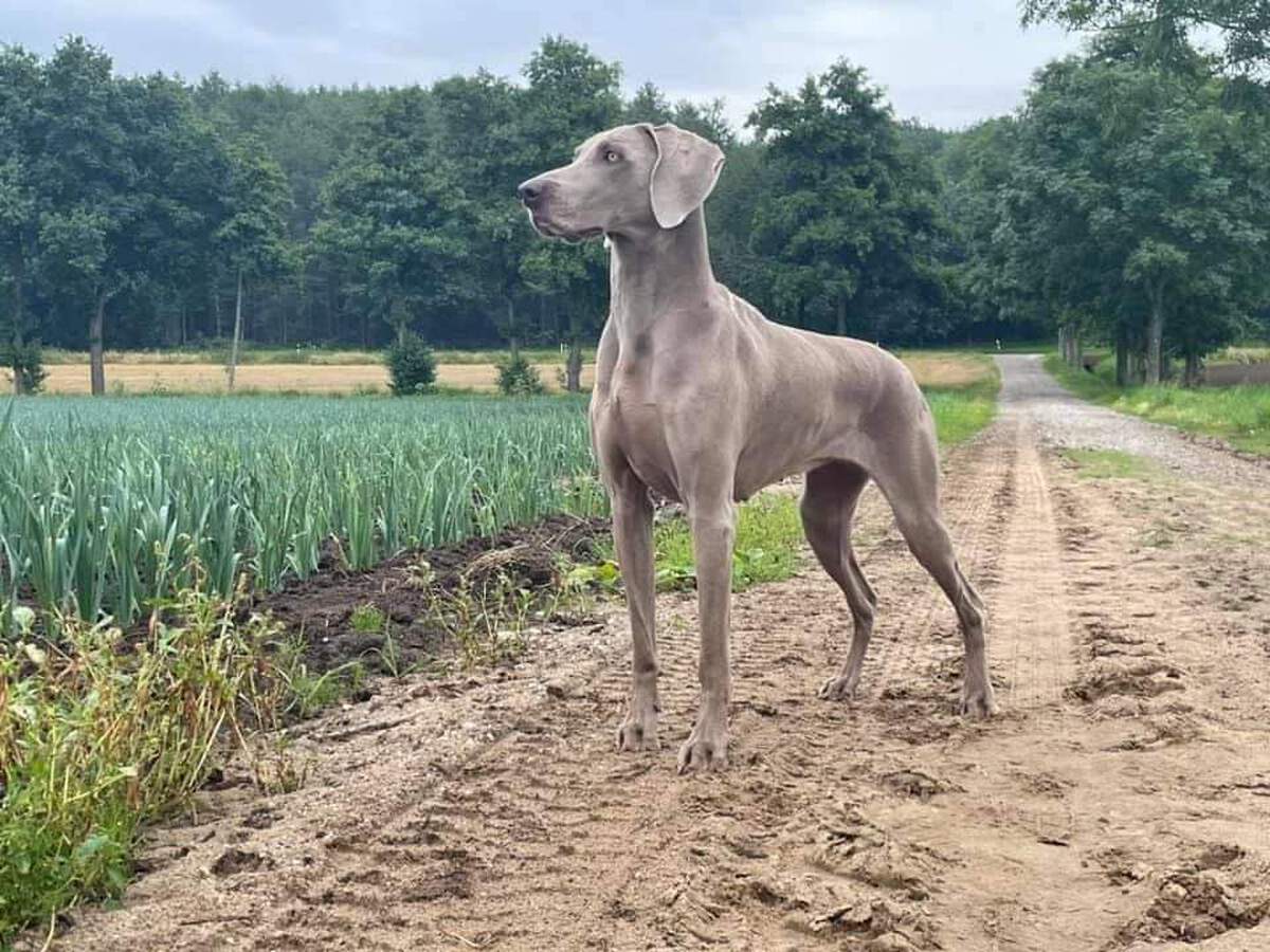 Wind of Change of the Grey Stardust - Weimaraner Pedigree Database