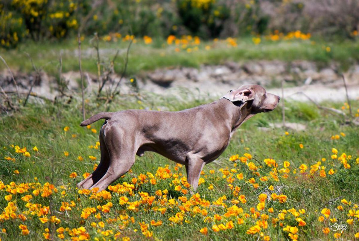 NZCH FtCH Rotwild Reckless RAE, QC, EB, CGCB - Weimaraner Pedigree Database