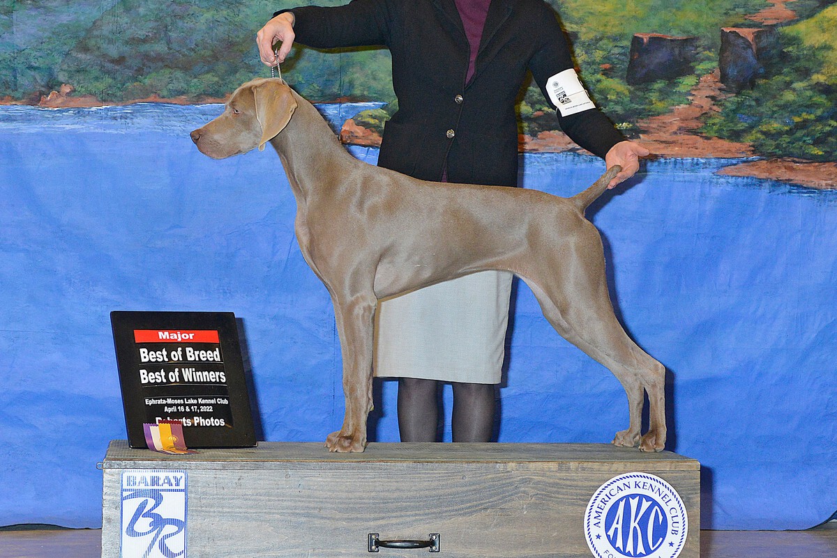 USGCH USCH Belleven's Dancing In The Street With Hallmar JH SD ...