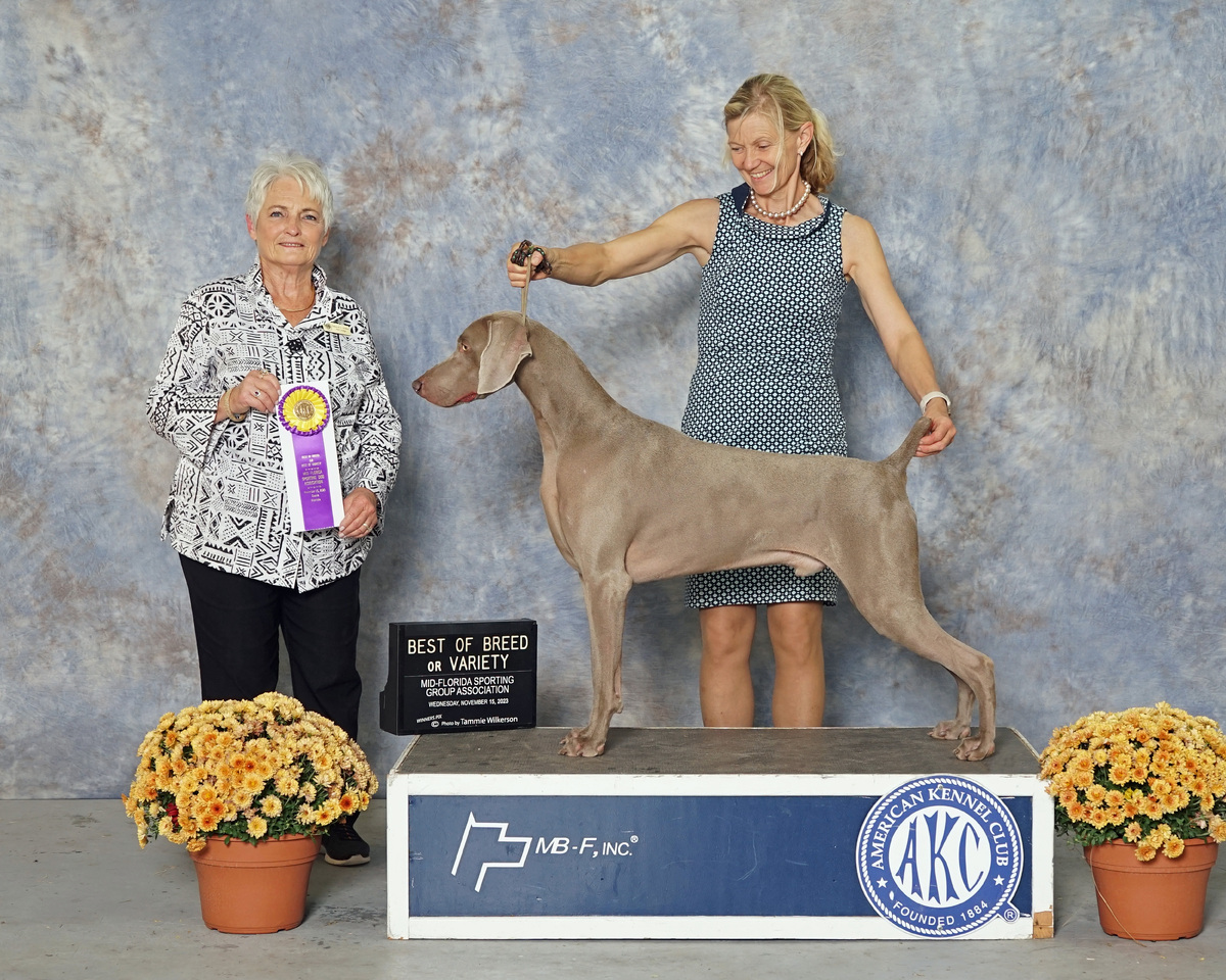 USGCHB USCH CANCH Versa N' Koping Frankly My Aim Is True - Weimaraner Pedigree Database