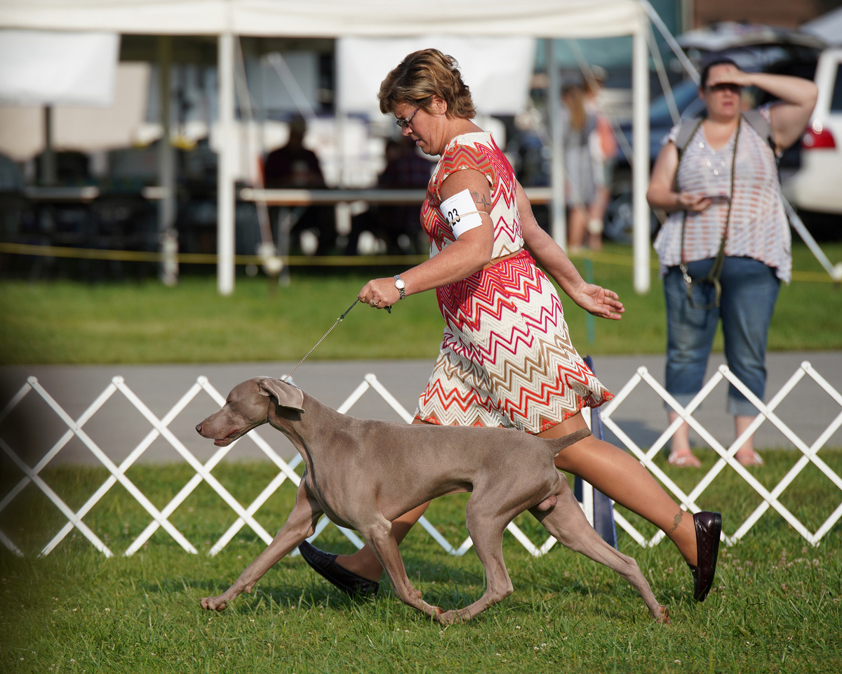 USGCHB USCH CANCH Versa N' Koping Frankly My Aim Is True - Weimaraner Pedigree Database