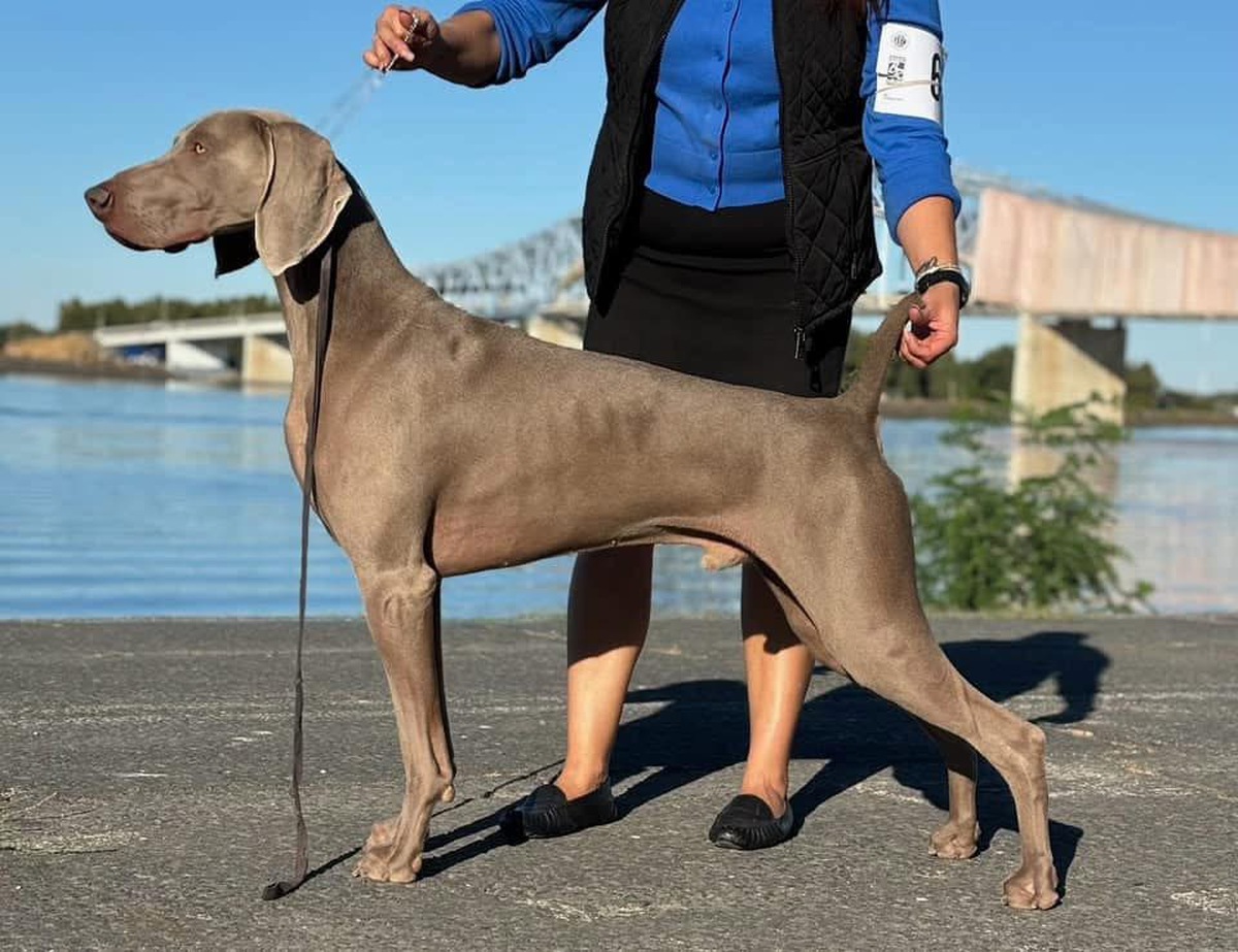 CH Highpoint's Versa N'Koping Singleshot Bullseye - Weimaraner Pedigree Database