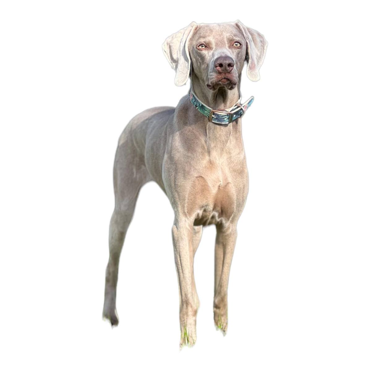 MACH Trax Audrey Rose RN SH FDC MXB MJS MXP3 MXPB MJP3 MJPB PAX OF CAA ...